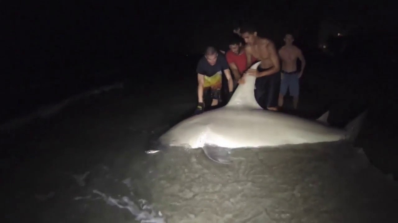 Boy Catches Giant 14ft/700lb Hammerhead Shark Off The Beach Using Rod ...