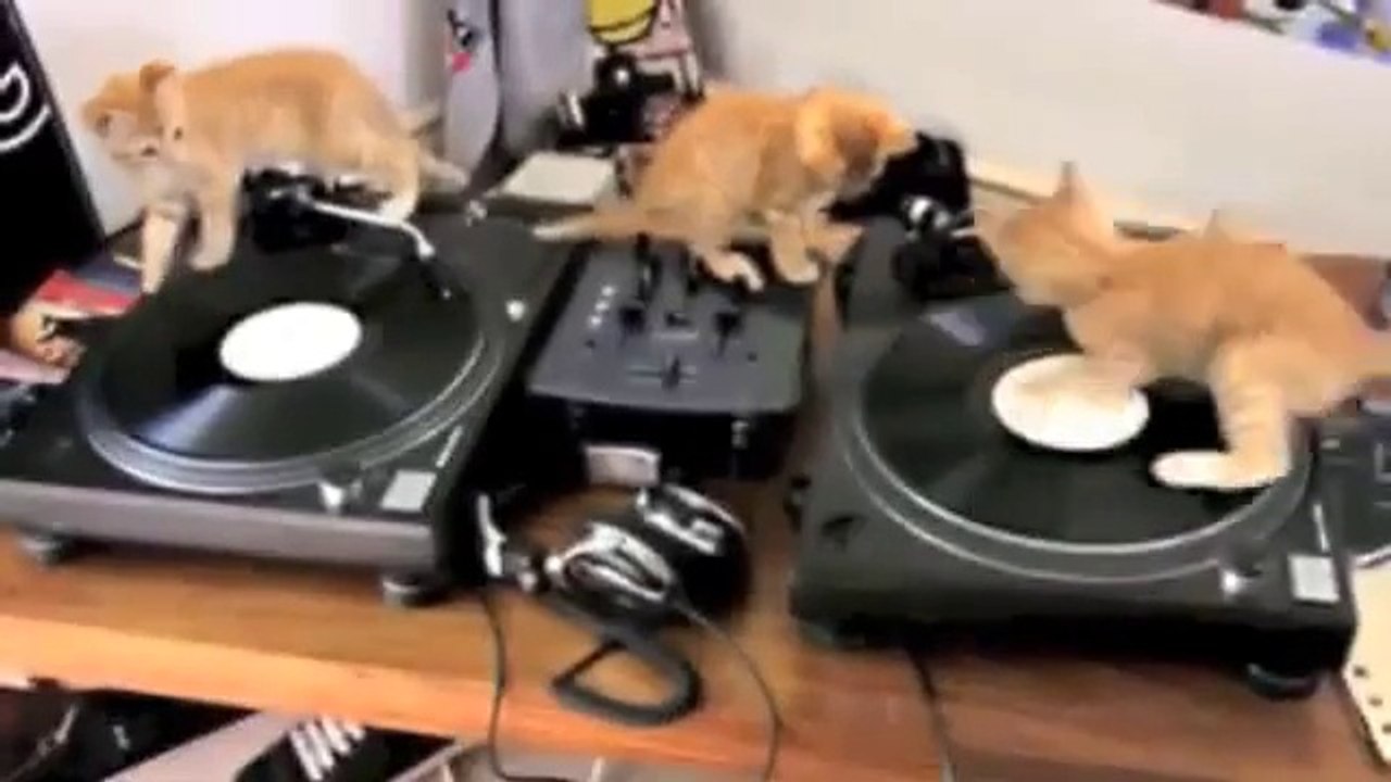 DJ Kitty! So cute baby cats Djing! - Vidéo Dailymotion