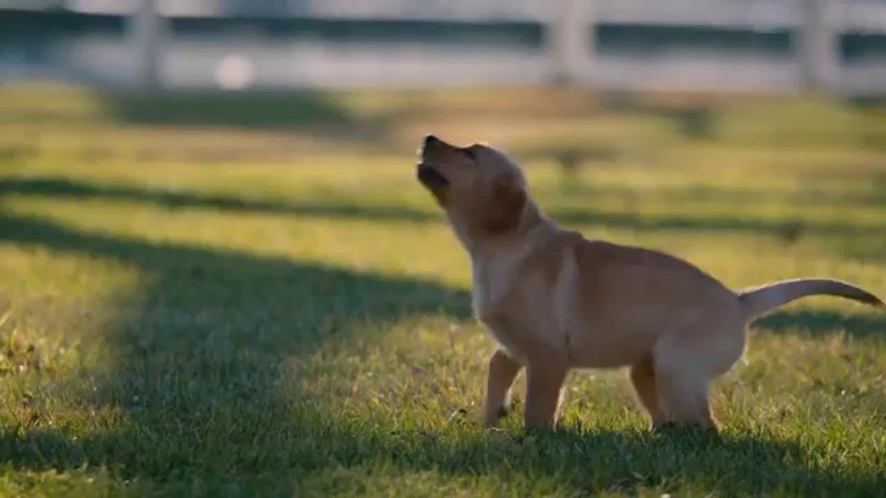 Budweiser Super Bowl XLVIII Commercial -- _Puppy Love_ - video Dailymotion