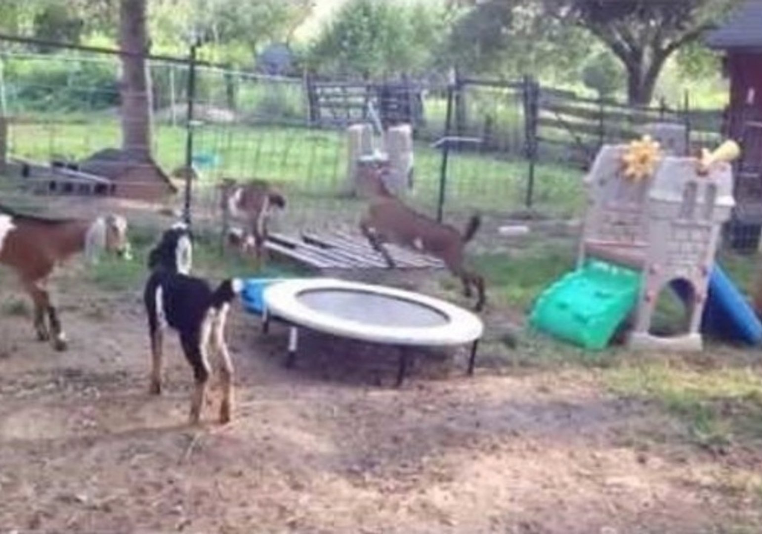 Goat Playground Ideas