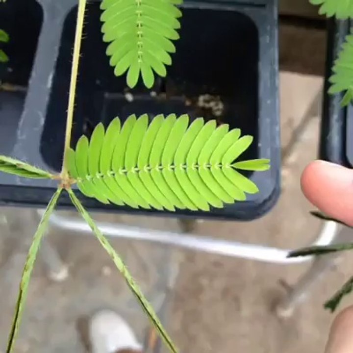 Dokununca Küsen - küstüm Çiçeği - Dailymotion Video