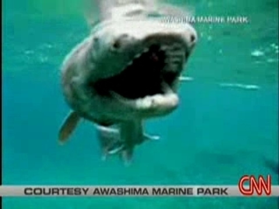 Requin Préhistorique au Japon - Vidéo Dailymotion