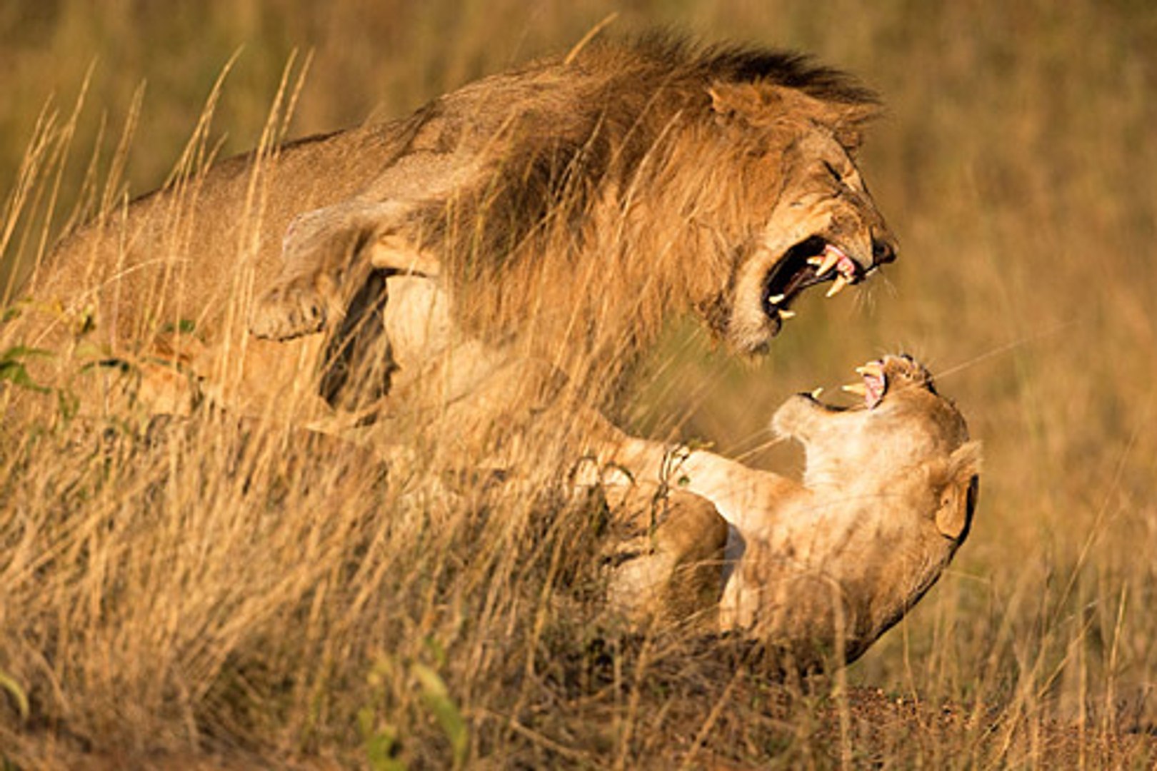 Male Lion Fighting
