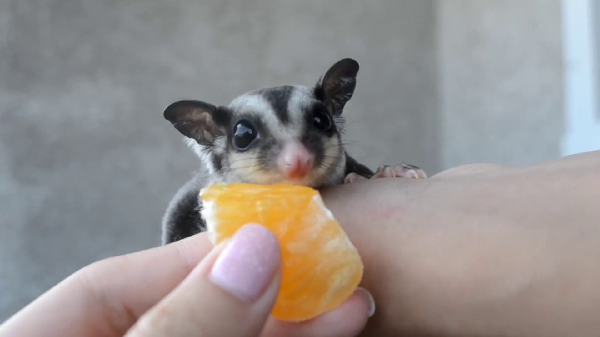 Animal That Eats Little Sugar Sugar Glider, The Best Pet Mammal?