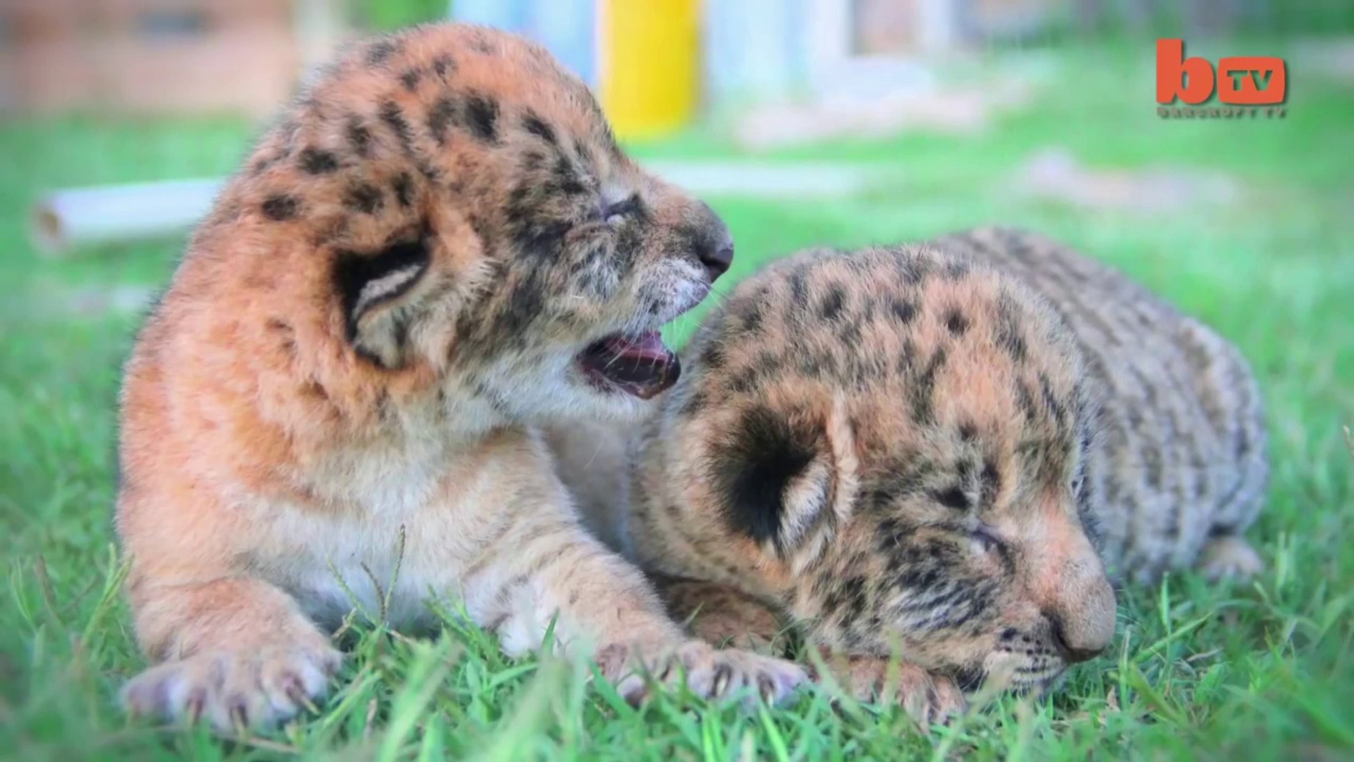 Cute Baby Liger Cubs