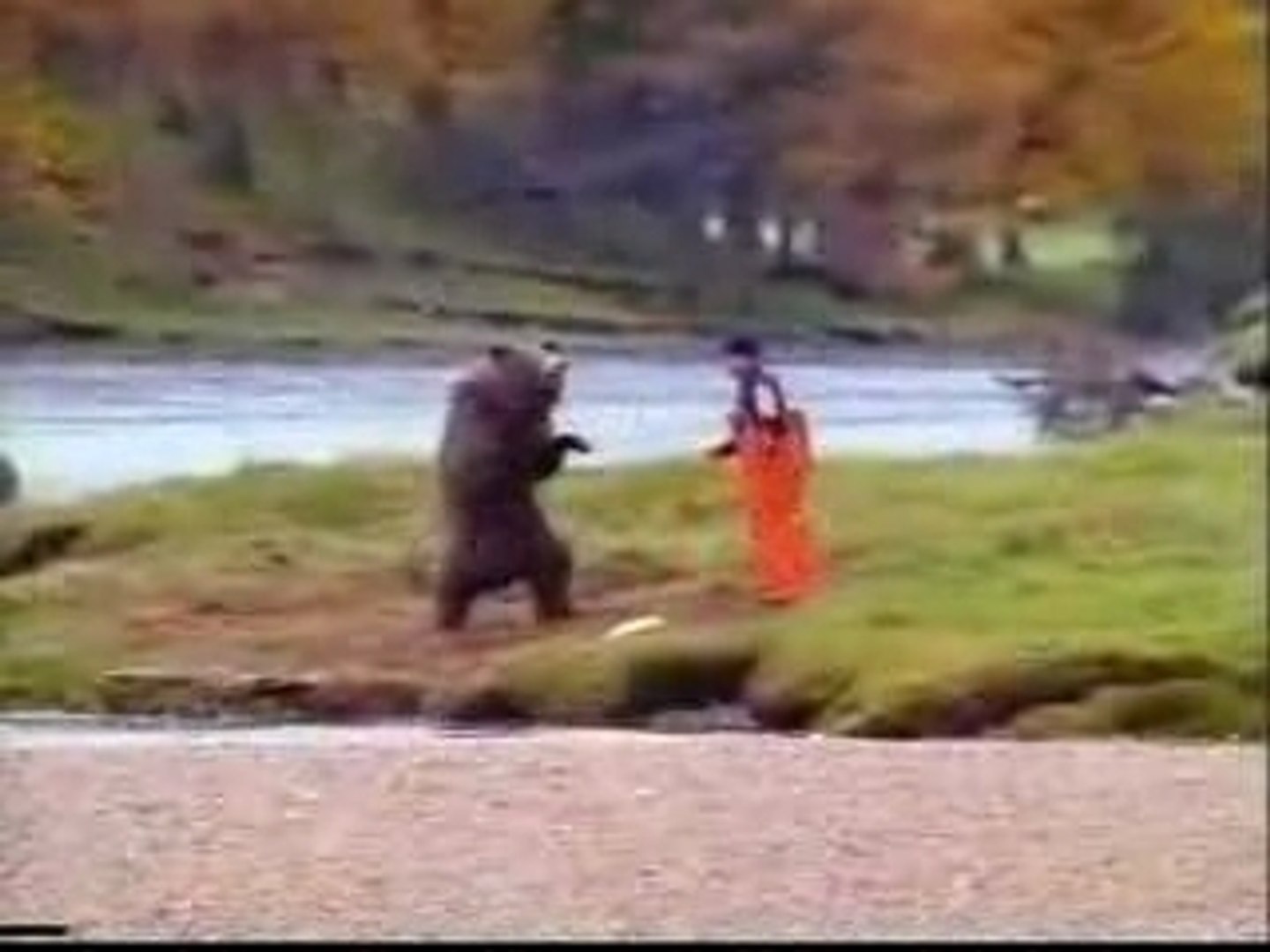Blagues Amusantes Sur Les Ours Humour Drôle Et Animaux