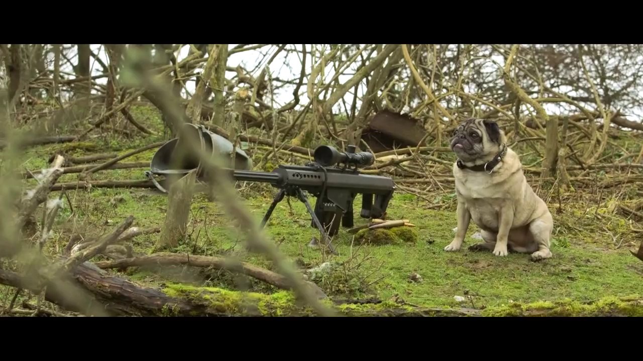 Sniper Pug - Dailymotion Video