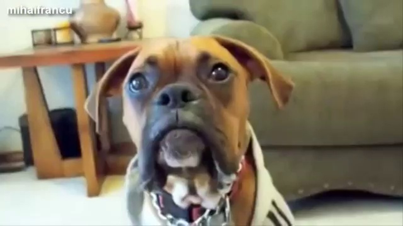 Funny Talking Dogs Compilation 2014 - Talking Dog Videos - video ...