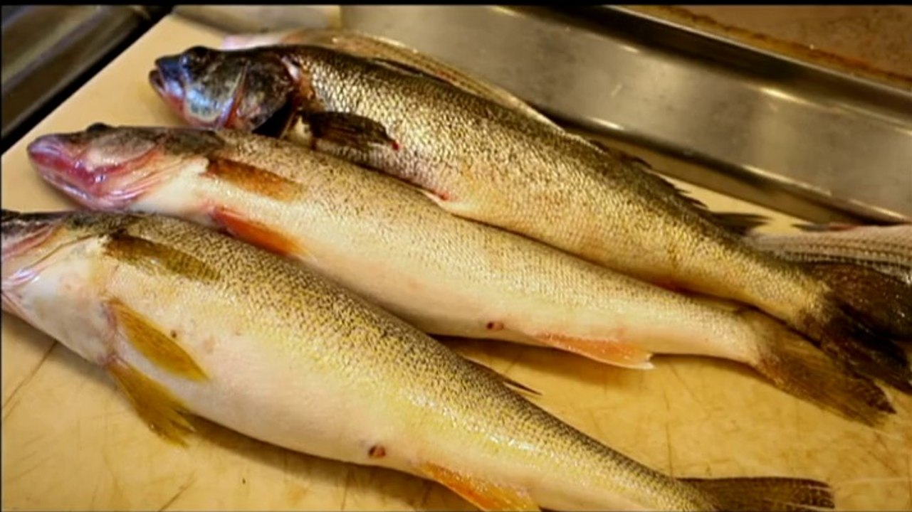your-inner-fish-video-dailymotion