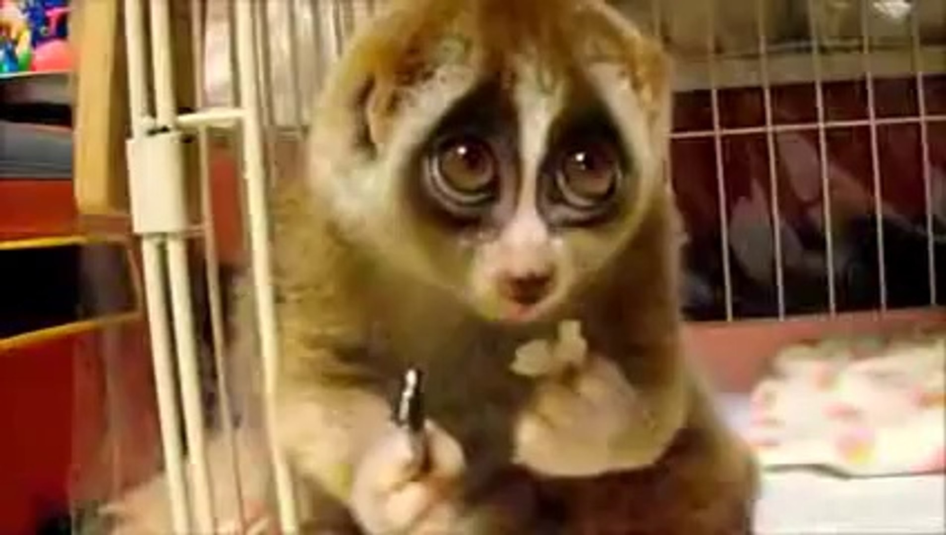Slow Loris Rice Ball Gif Brushing Slow Loris