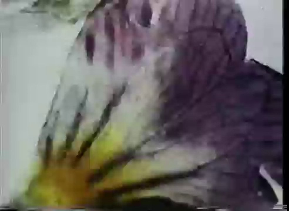 Mothlight by Stan Brakhage 1963 - Vídeo Dailymotion