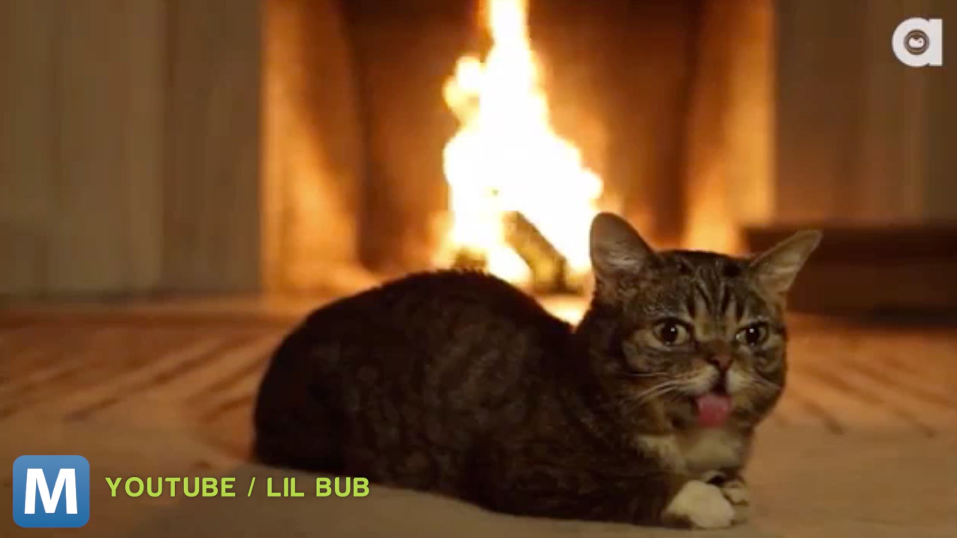 Lil Bub Fireplace Relax And Stay Healthy Staring At Geeky Yule Log