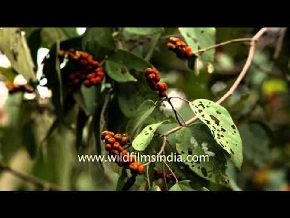 Rohini or Mallotus philippensis tree in flower, Rajaji National Park ...