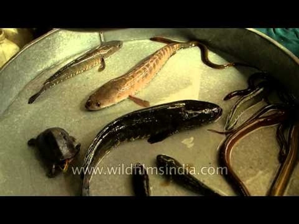 Orientalis or Ngamu fish being sold at Imphal market - video Dailymotion