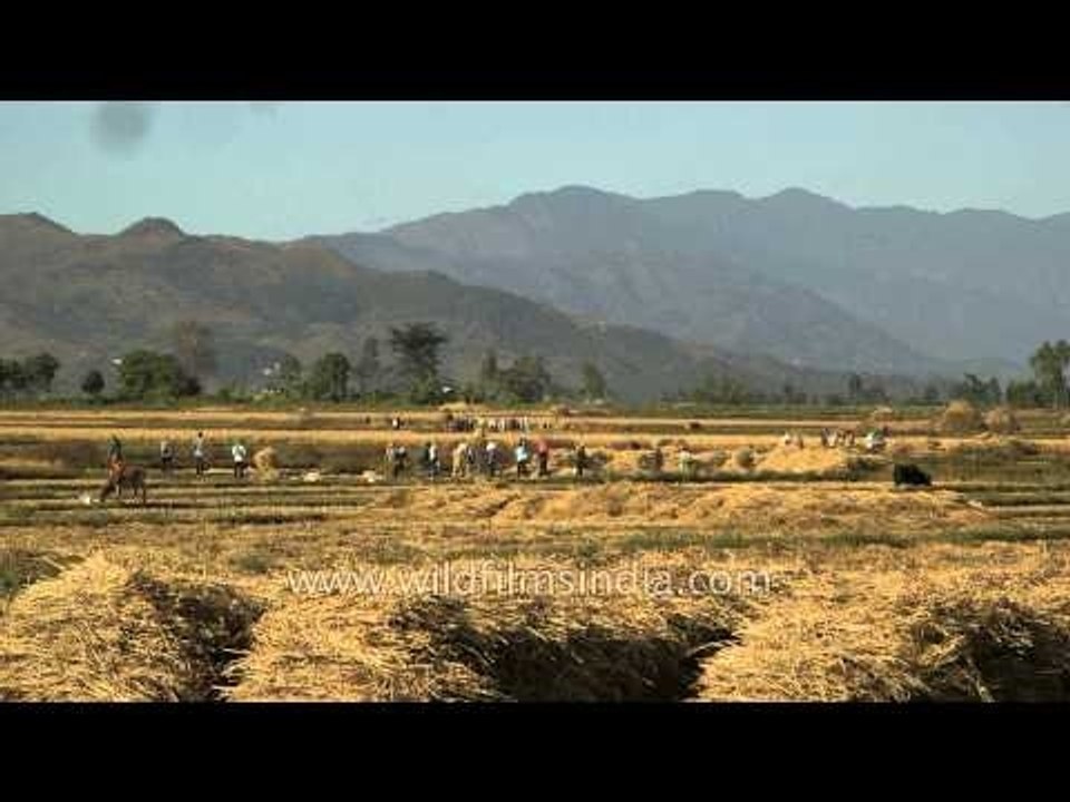 Field on the way to Sadu Chiru waterfall, Leimaram - Manipur - video ...