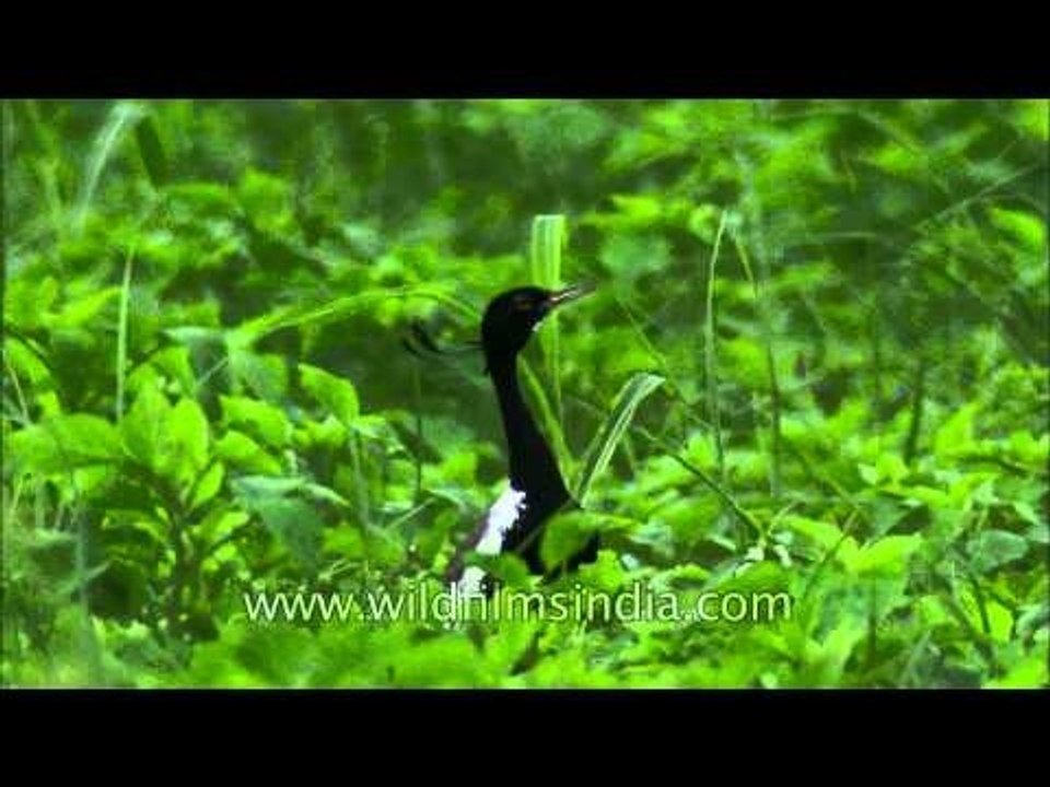 Courtship and hardship: Lesser Florican display - video Dailymotion