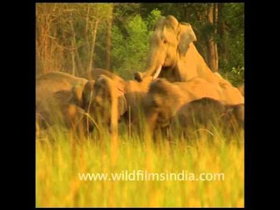 Elephants mating!! Rare footage of the mating of the giants - video ...