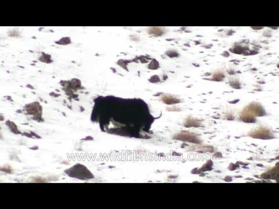 Lonely Mr. Yak in Ladakh!! - video Dailymotion