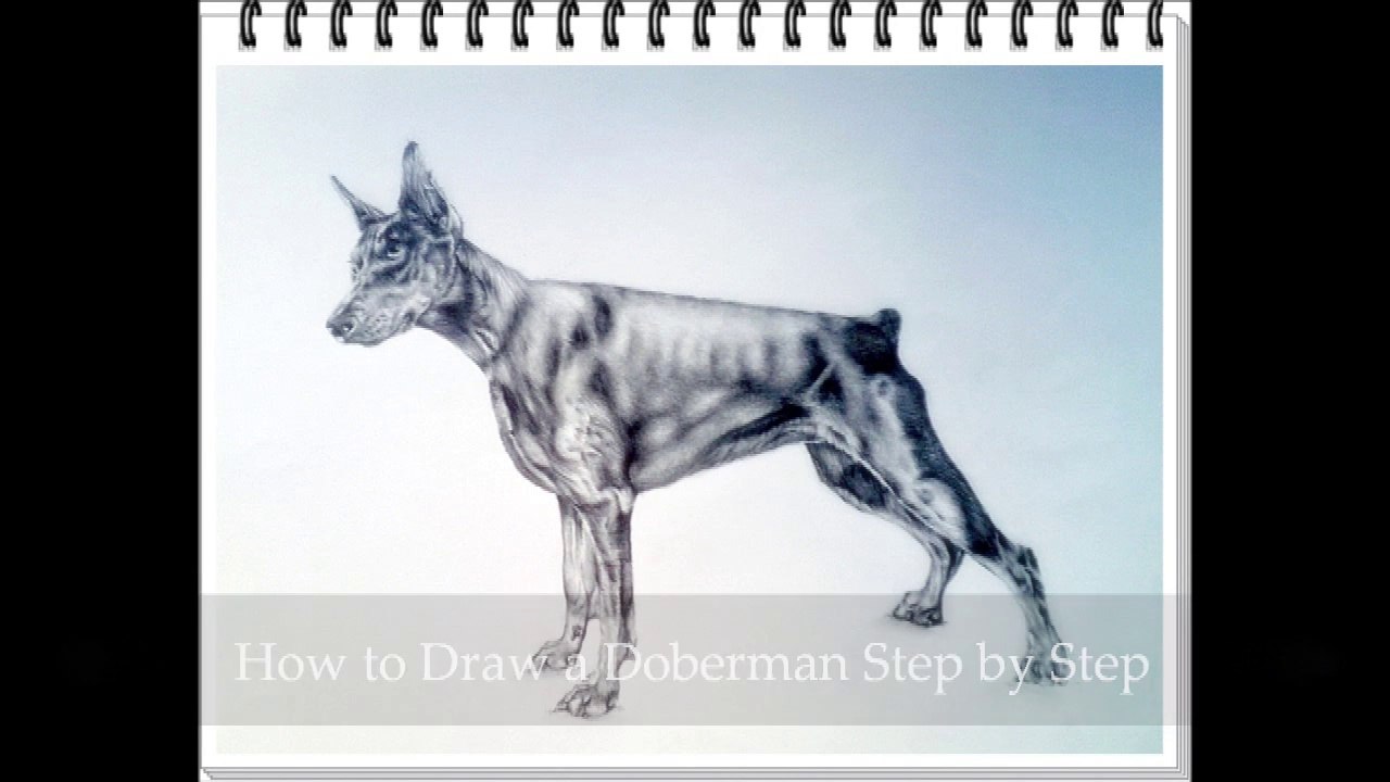 Learn How to draw a realistic Doberman step by step / Part 3 - Video ...