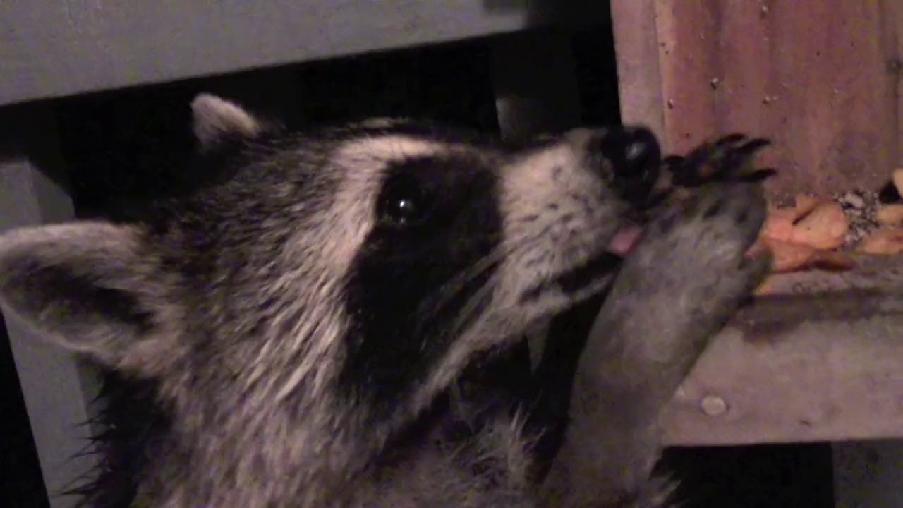 what do raccoons like to eat?? BBQ Potato Chips!! - video Dailymotion