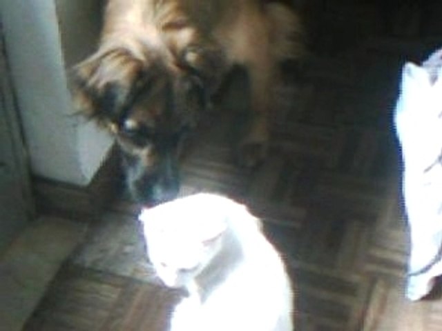 FREDDY LAMBE NINA | Astro Awani