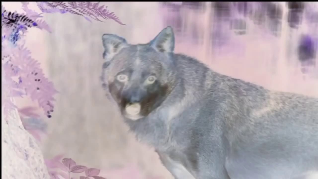 Werewolf Rising - Trailer - video Dailymotion