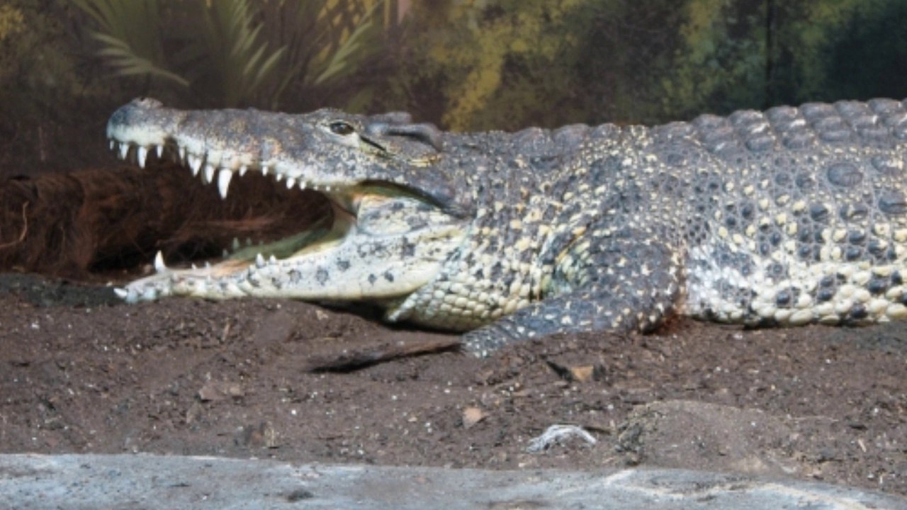 Crocodile Sounds and Pictures - video Dailymotion