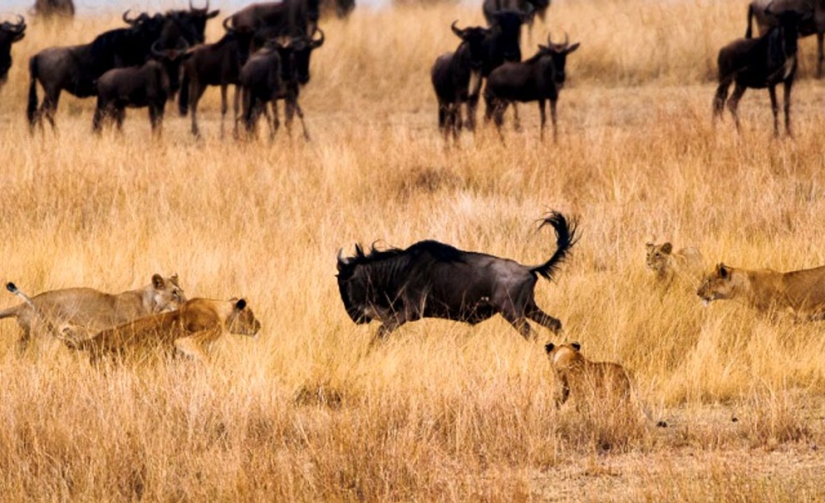 Belgesel Günlüğü | BBC - En Sevilenler: Bölüm- 1 - Dailymotion Video