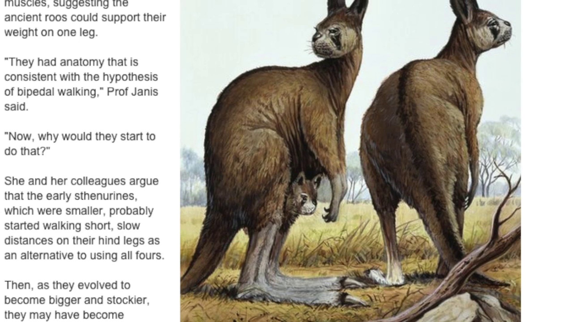 Prehistoric Kangaroo