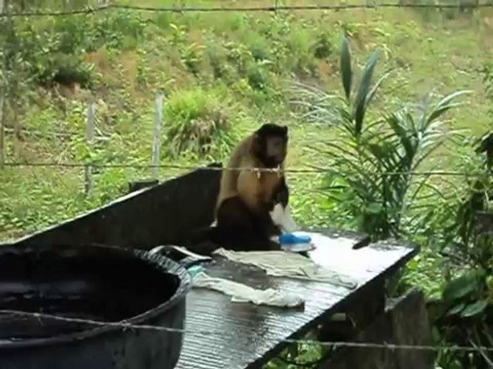 Cute monkey washing his clothes and doing laundry like a human! - Vidéo ...