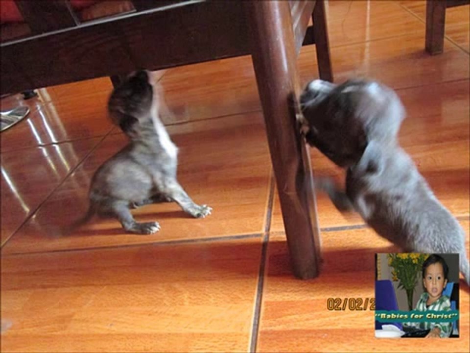 YO TENIA 10 PERRITOS ( Canción Infantil) - Vídeo Dailymotion