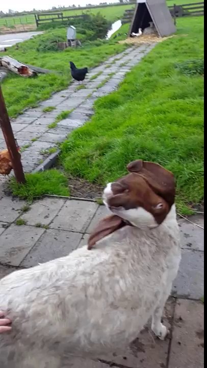 This goat is definitely possessed by the devil - video Dailymotion