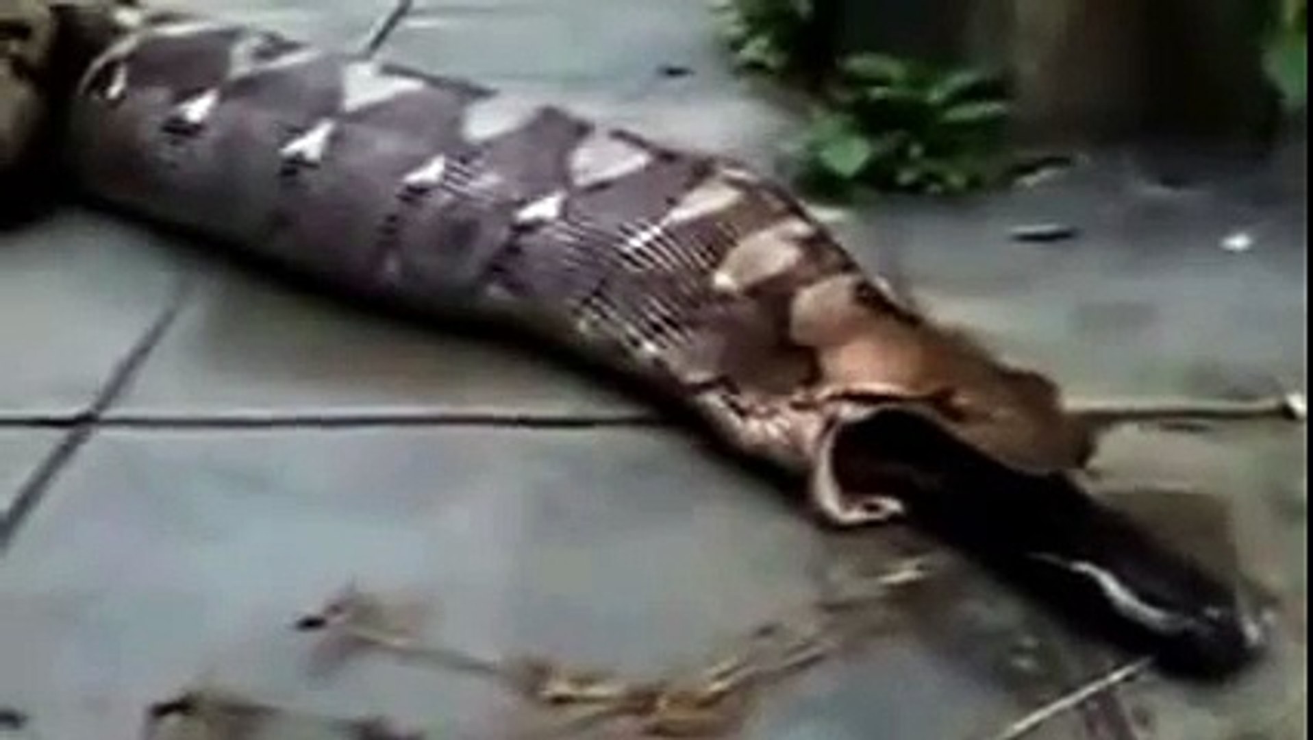 Un Serpent De Mer Géant Mange Un Chien