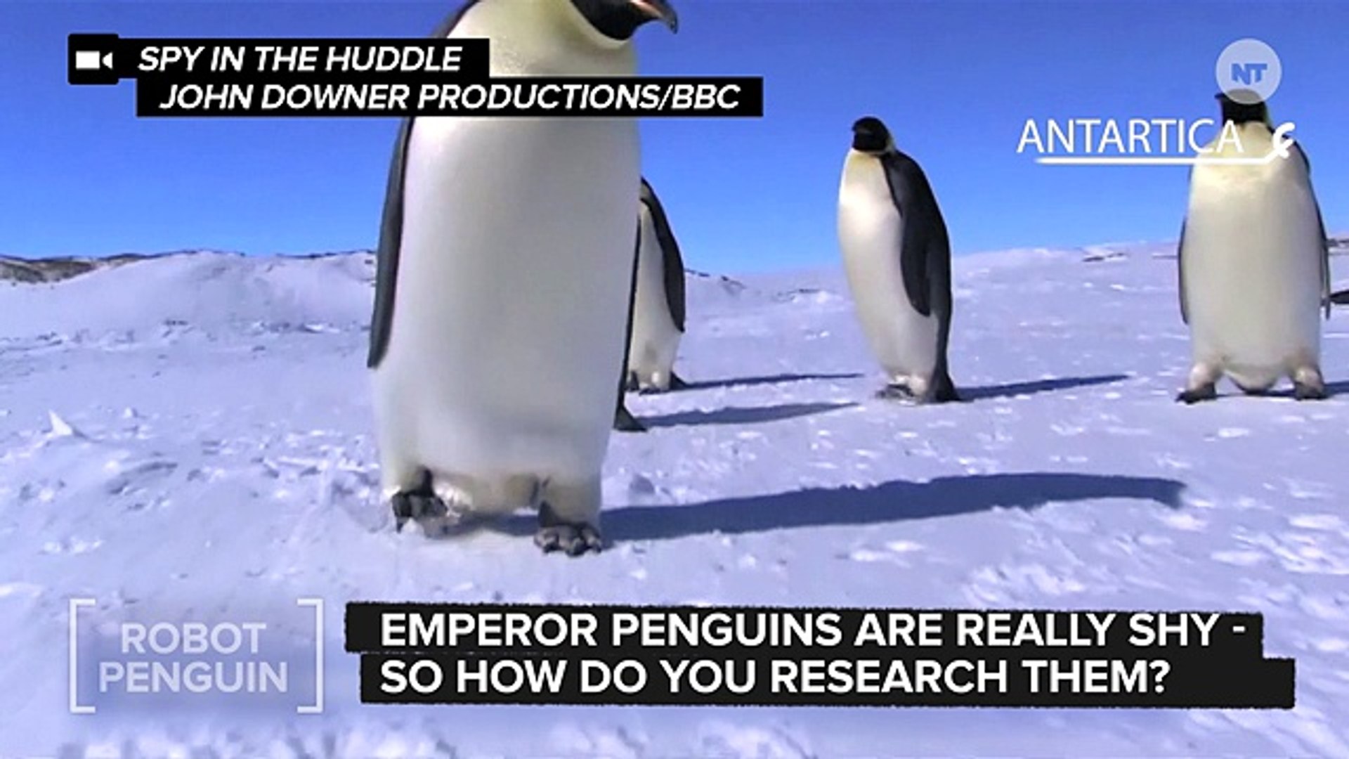 Shy Penguin Memes