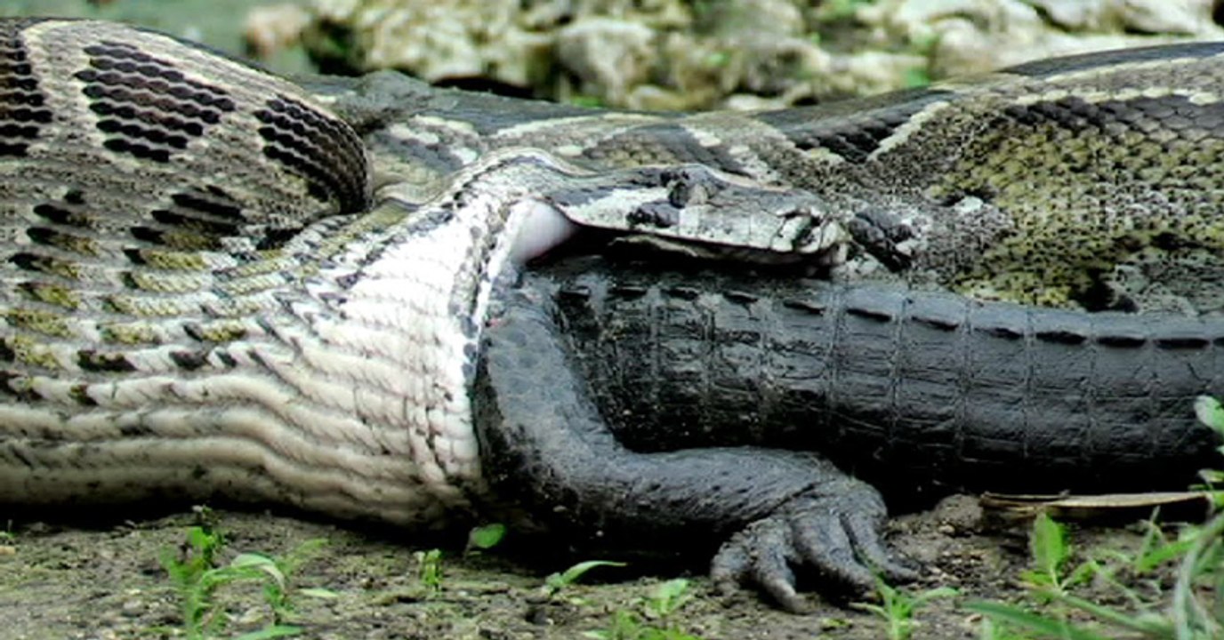 Python Eats Alligator - Crazy To See How Nature Works! - Dailymotion Video