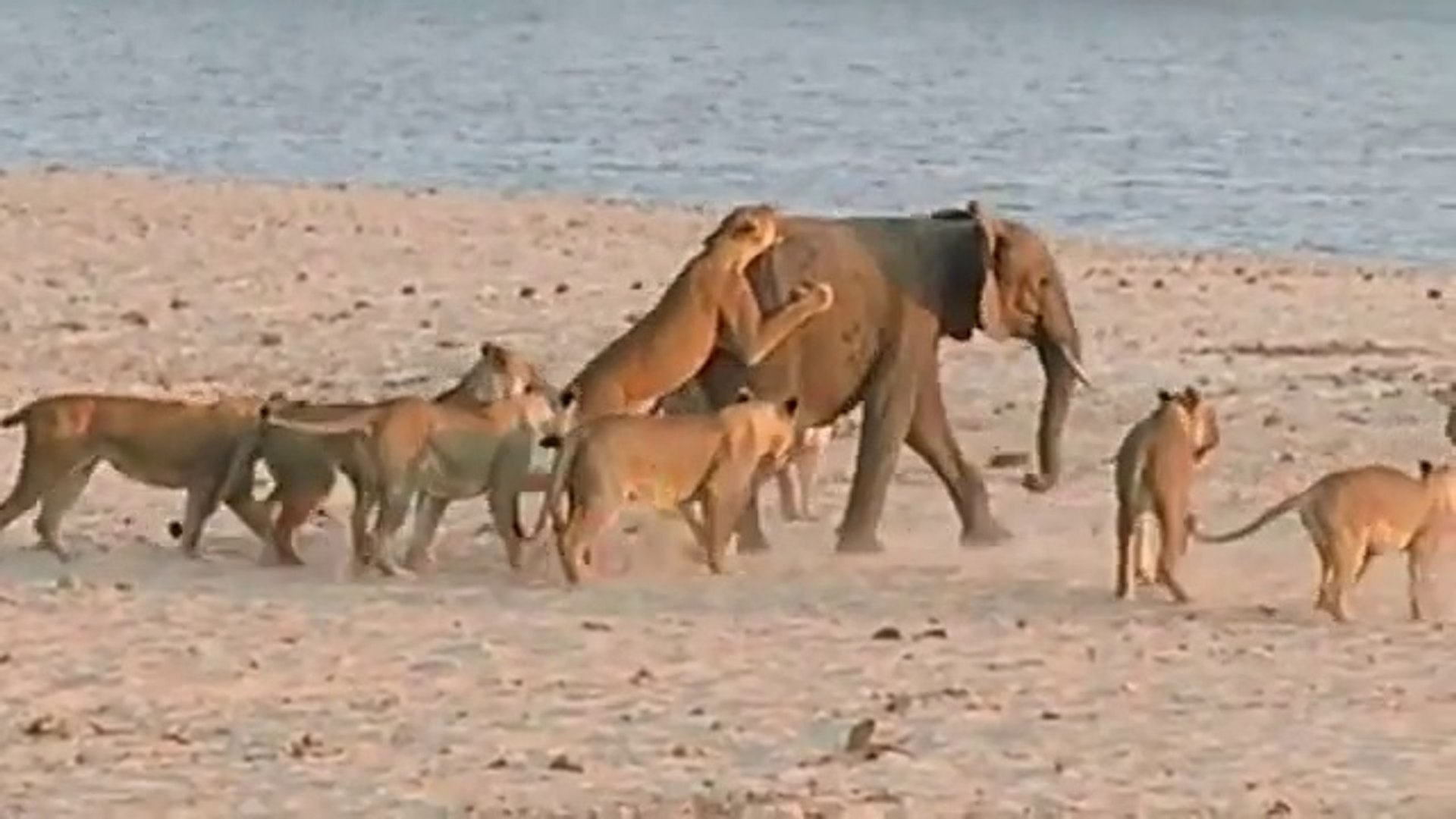 Elephant Attacks Lion