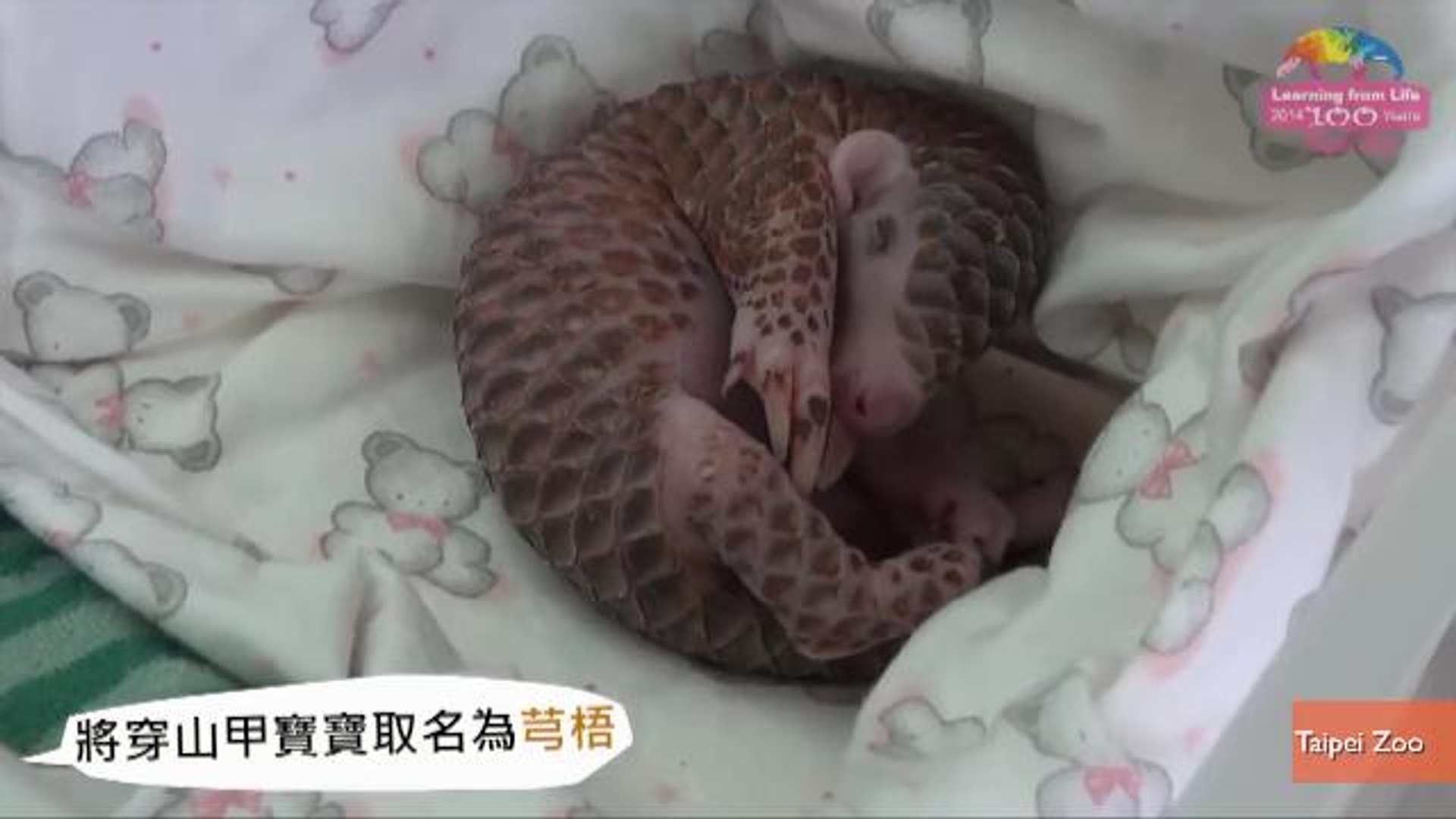 Cute Baby Pangolin