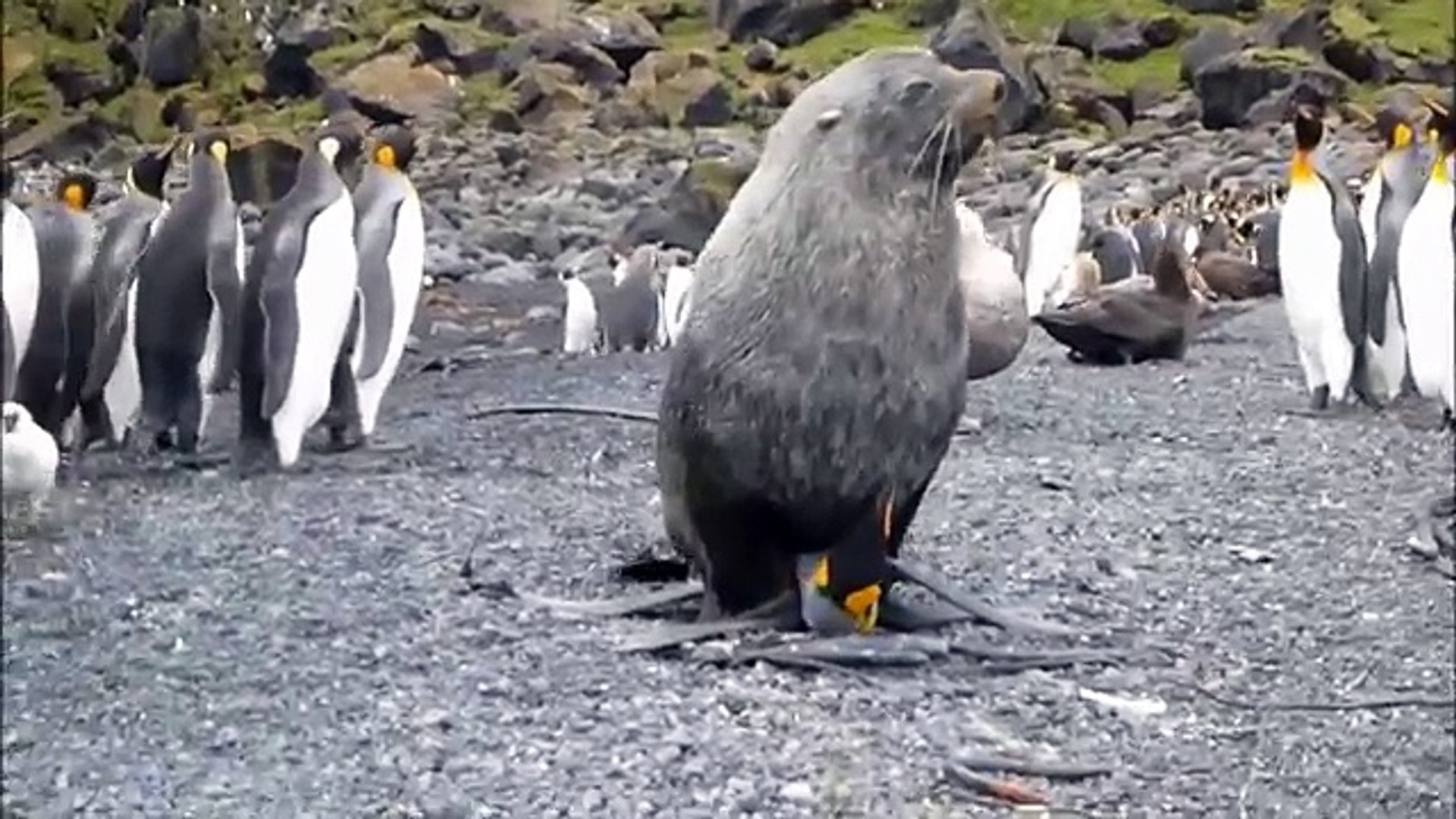 Sea Lion Vs Penguin