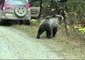 Grizzly Man Timothy Treadwell death footage - video Dailymotion