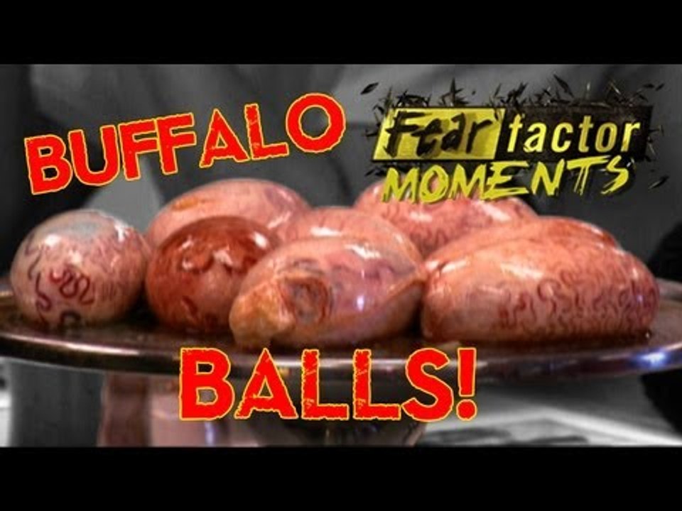 Fear Factor Moments | Buffalo Testicles - video Dailymotion