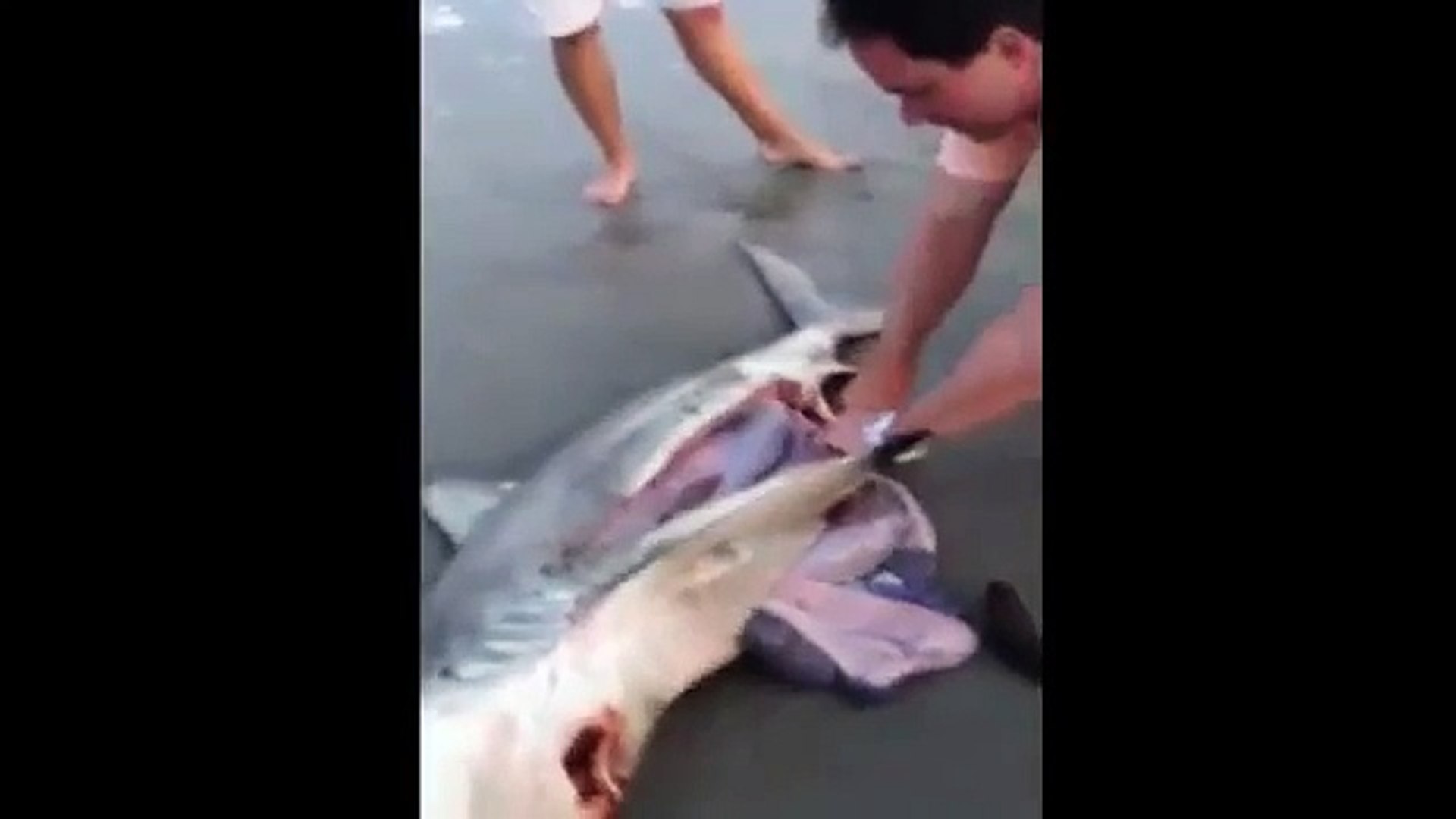 Shark Giving Birth