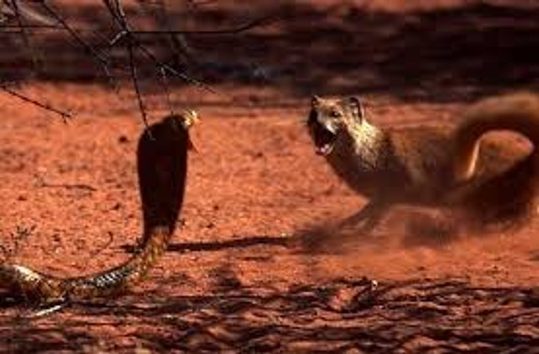 The Best Cobra vs Mongoose Fights HD - video Dailymotion