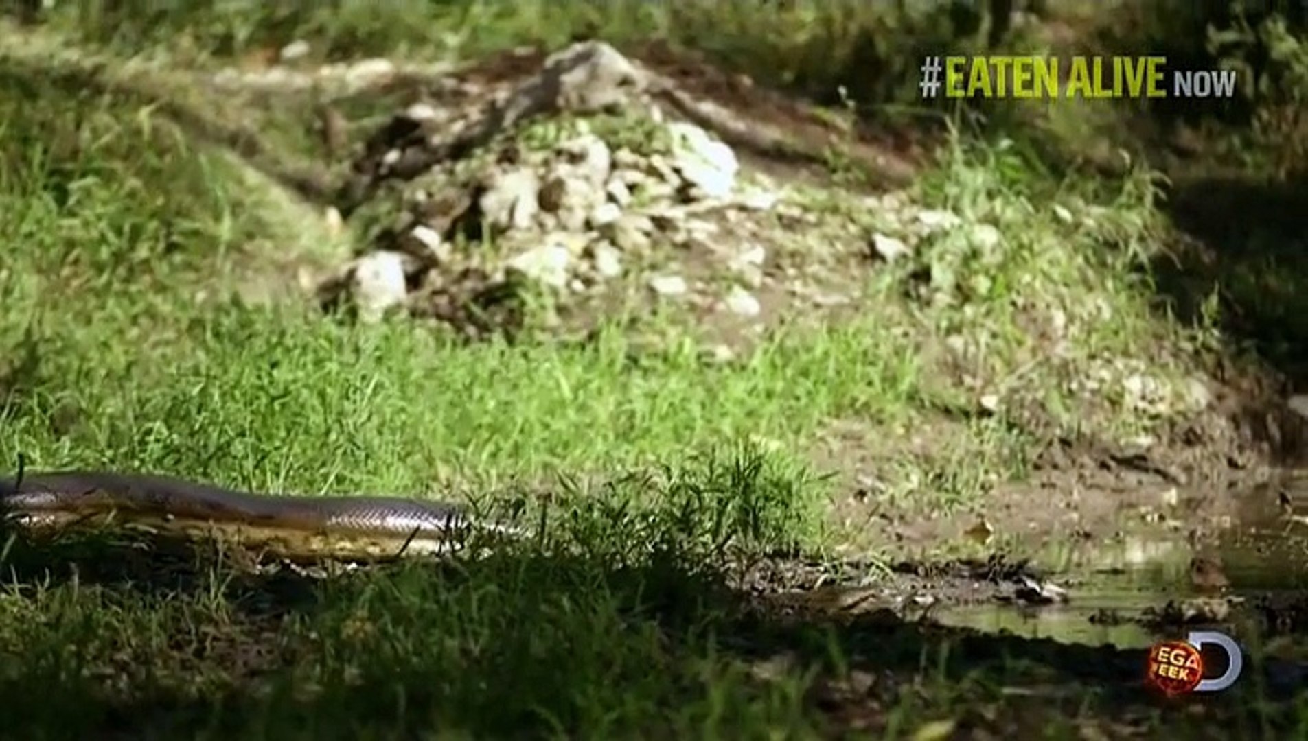 Snake Eats Man Discovery Channel