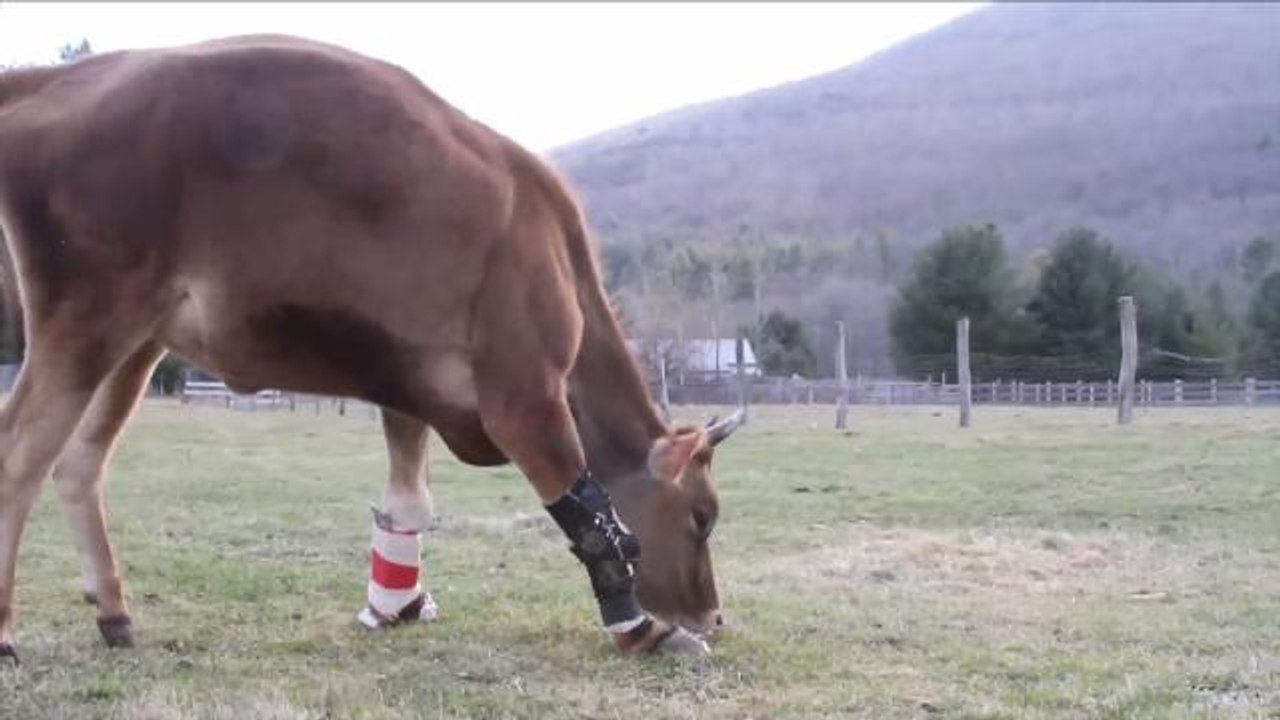 Cuddly Cow That Could Only Crawl on its Knees, Walks Again - video ...