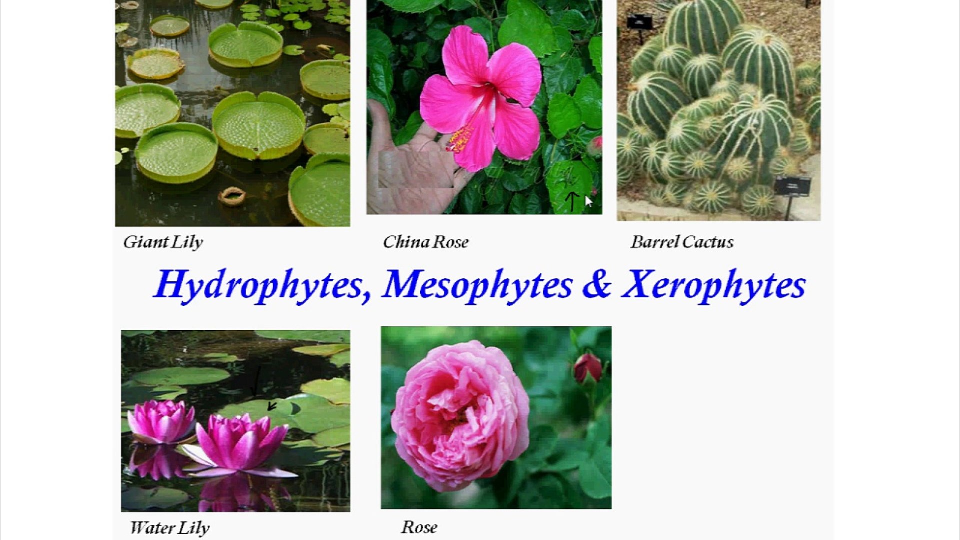 Mesophytes Examples