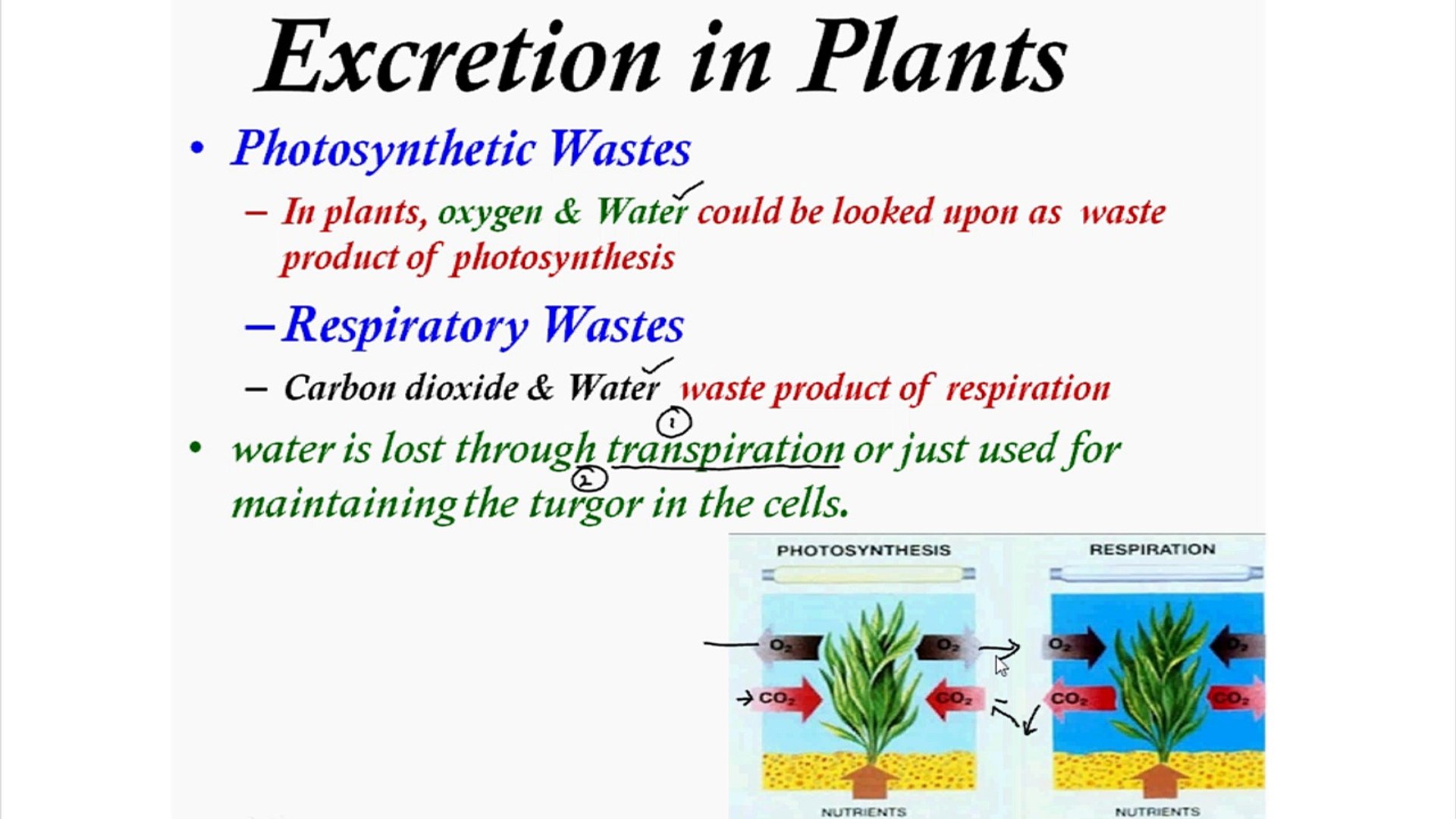 Excretion In Animals And Plants