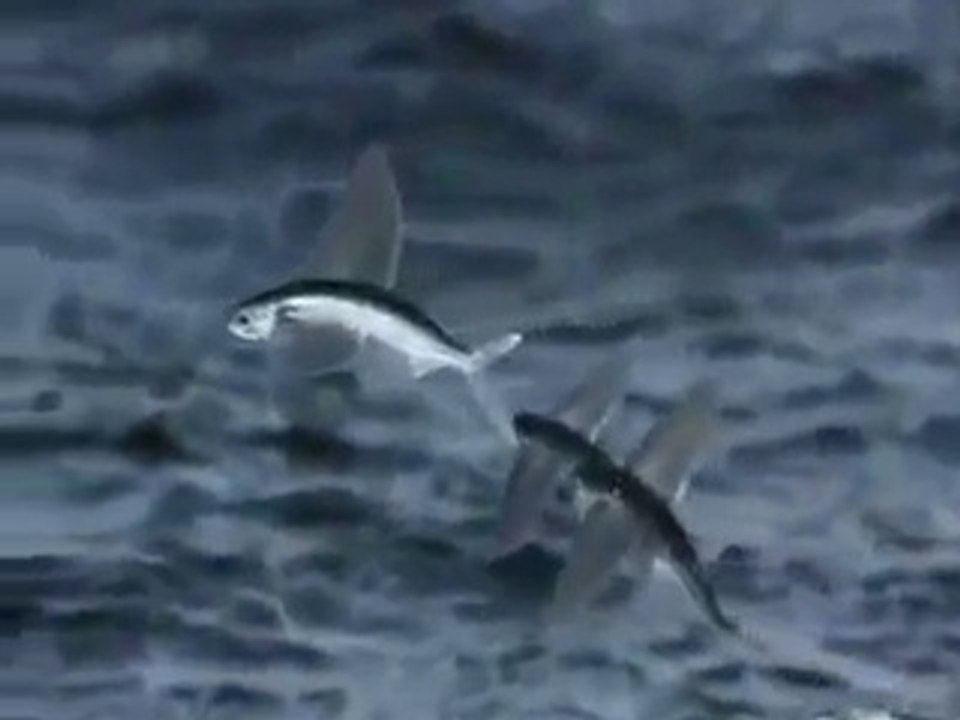 Flying Fish In The Sea - video Dailymotion