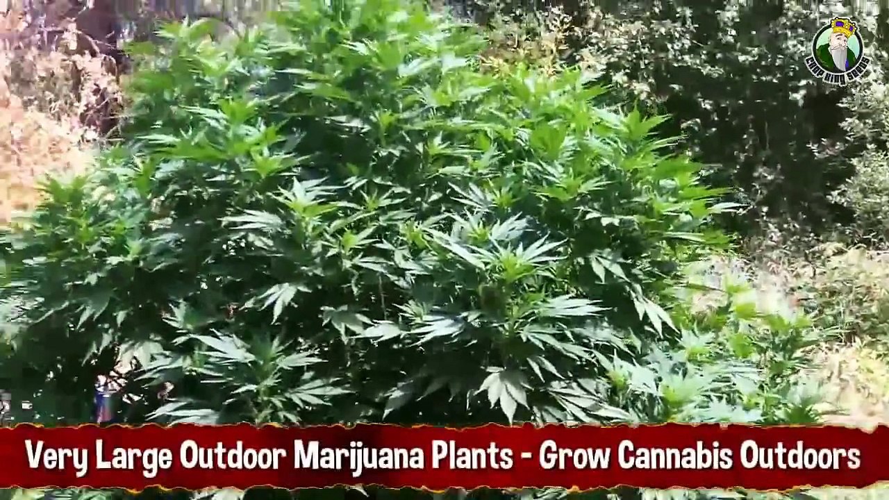 Very Large Outdoor Marijuana Plants - Growing Cannabis Outdoors - video ...