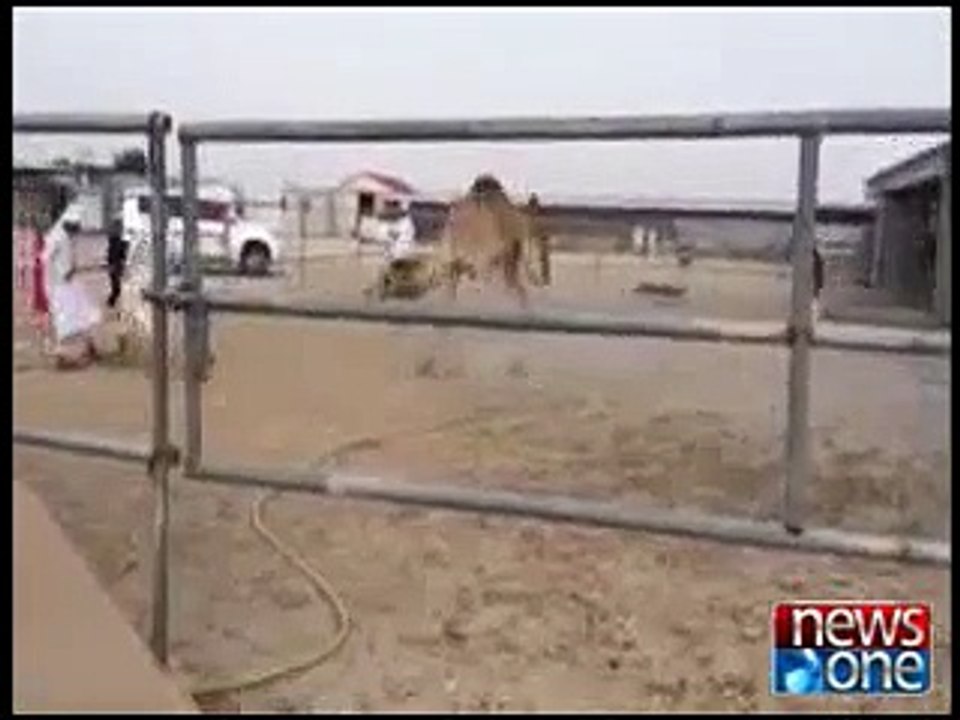 Saudi camel loves to play Football - video Dailymotion