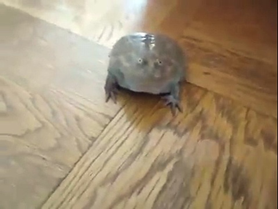 Scary Crazy Frog - video Dailymotion